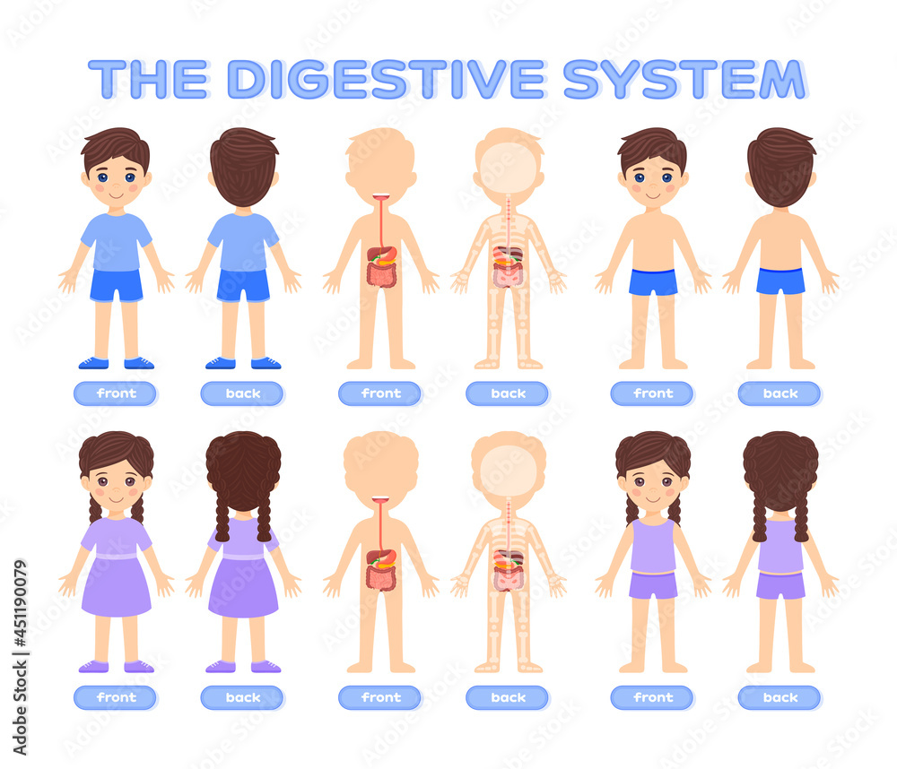 Set of Cartoon Graphic Objects. Digestive System Front Back View ...