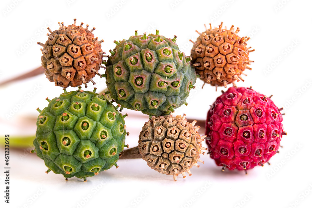 Photo Stock Dogwood berries or fruits stacked. Group of drupes in ...