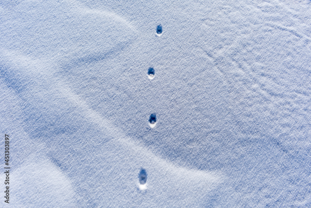 Animal footprint path in fresh snow. A straight line of single foot ...