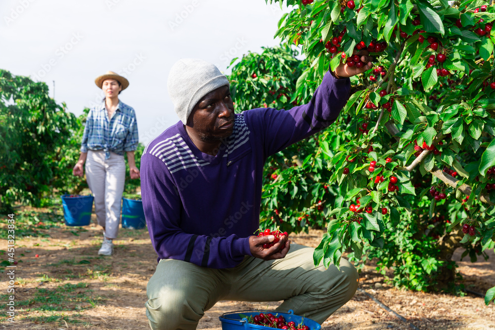 African-american man and Asian woman are working on the cherry ...