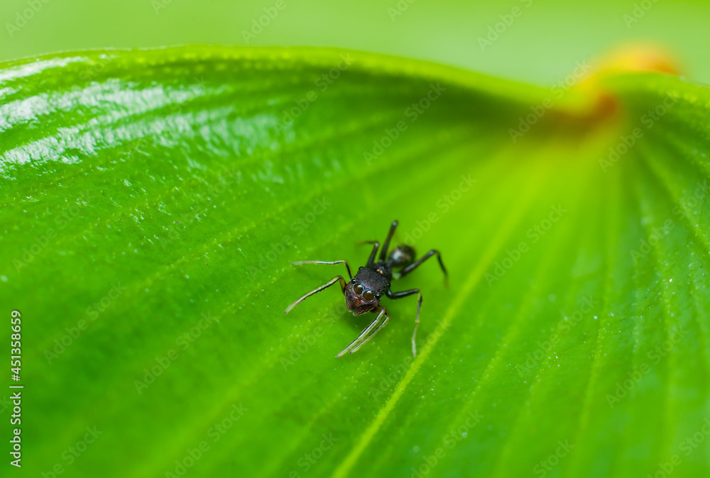 Foto The elusive and rare male ant mimic spiders. All Black Male Ant ...