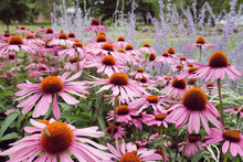 Pink Coneflower Free Stock Photo - Public Domain Pictures