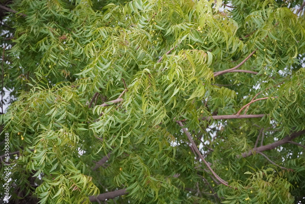 Azadirachta indica - A large Neem tree. Natural Medicine. Green leaves ...