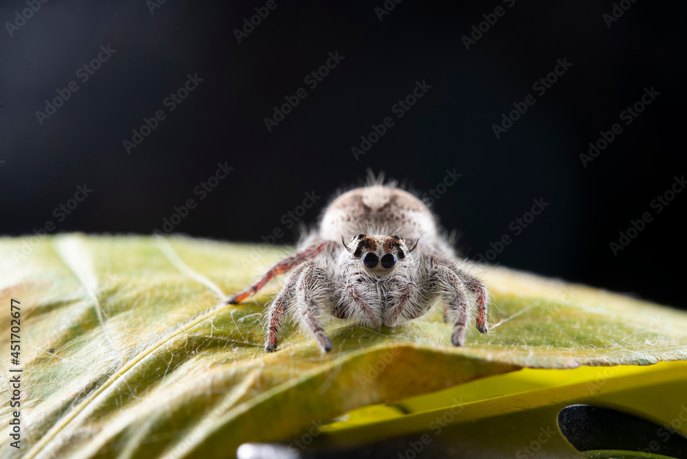 Jumping spider Hyllus diardi is a species of spider that belongs to the ...