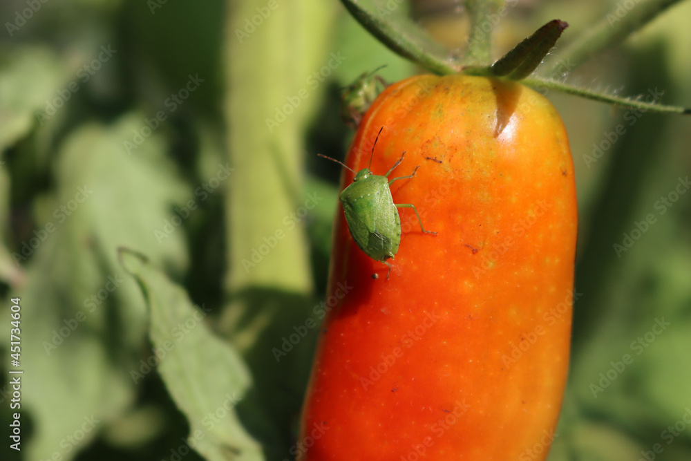 Green shield bug eating a"banana leg" tomato in the vegetable garden ...