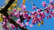 Redbud Tree Blossoms And Bees Free Stock Photo - Public Domain Pictures
