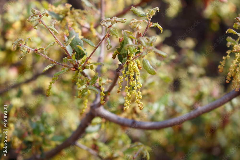 Yellow green axillary indeterminate staminate catkin inflorescences of ...