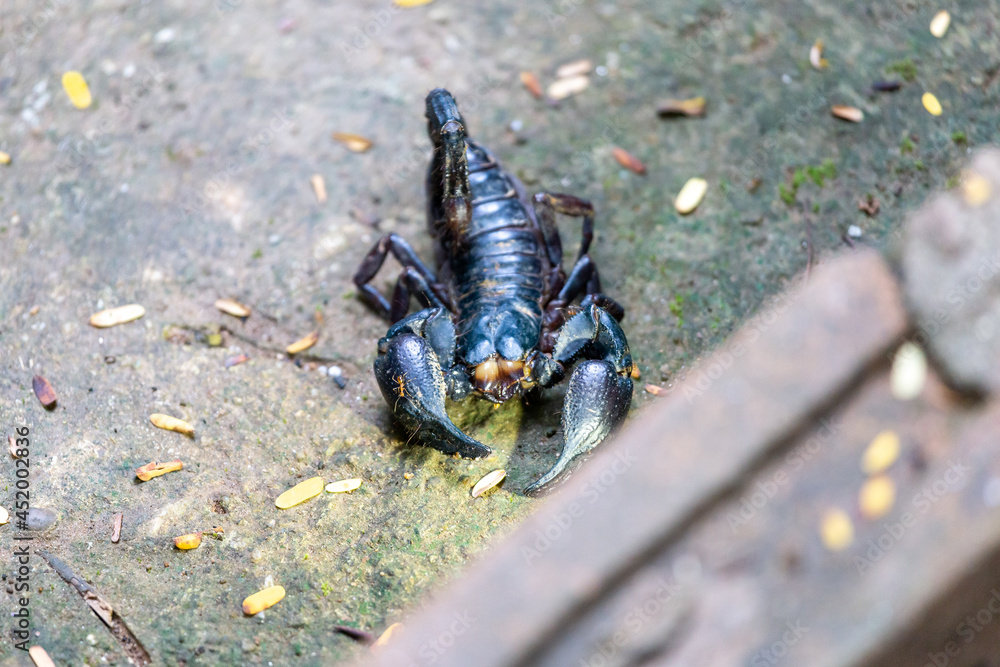 selective focus large black scorpion on the ground in front of the ...