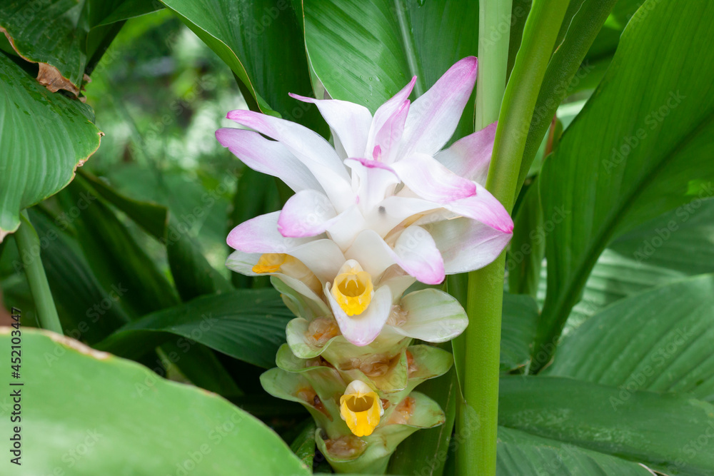 Flower of White Turmeric or Curcuma mangga Valeton & Zijp bloom in the ...