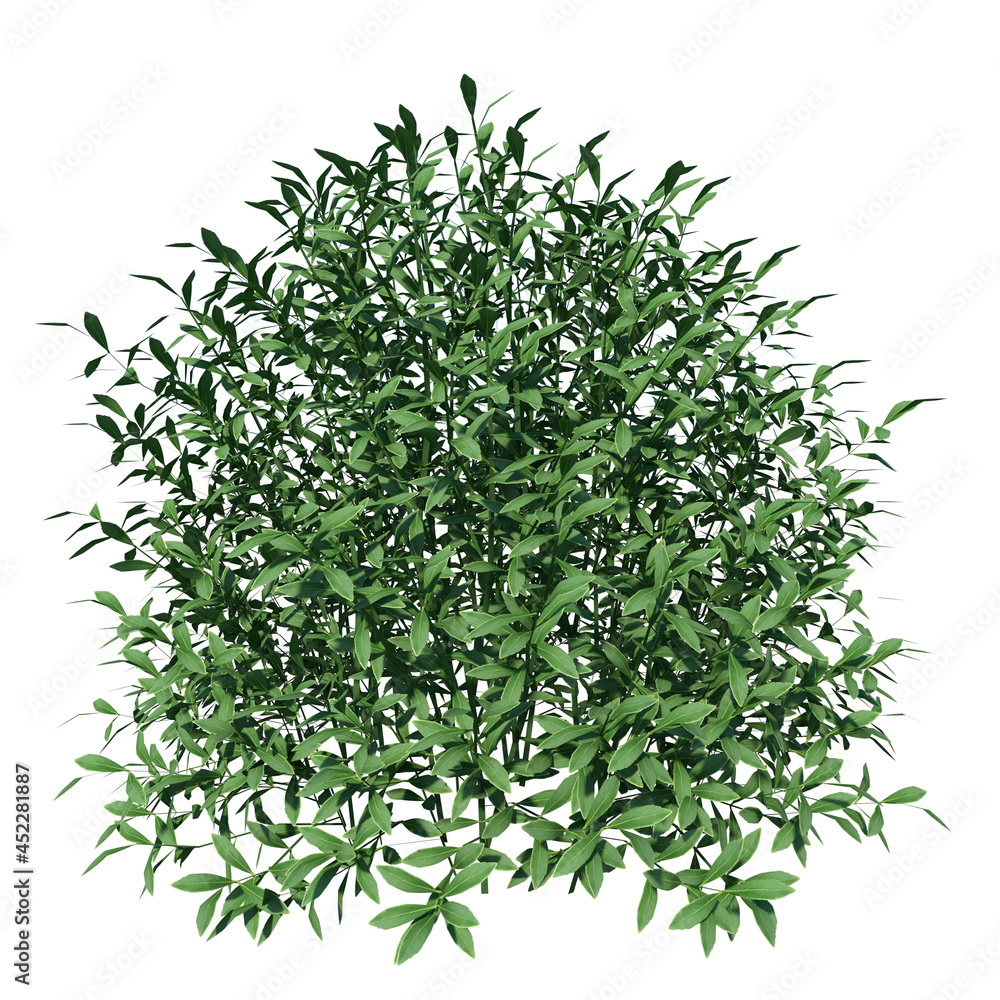 Front view of Plant ( Gem Box Inkberry holly Ilex glabra 1) Tree white ...