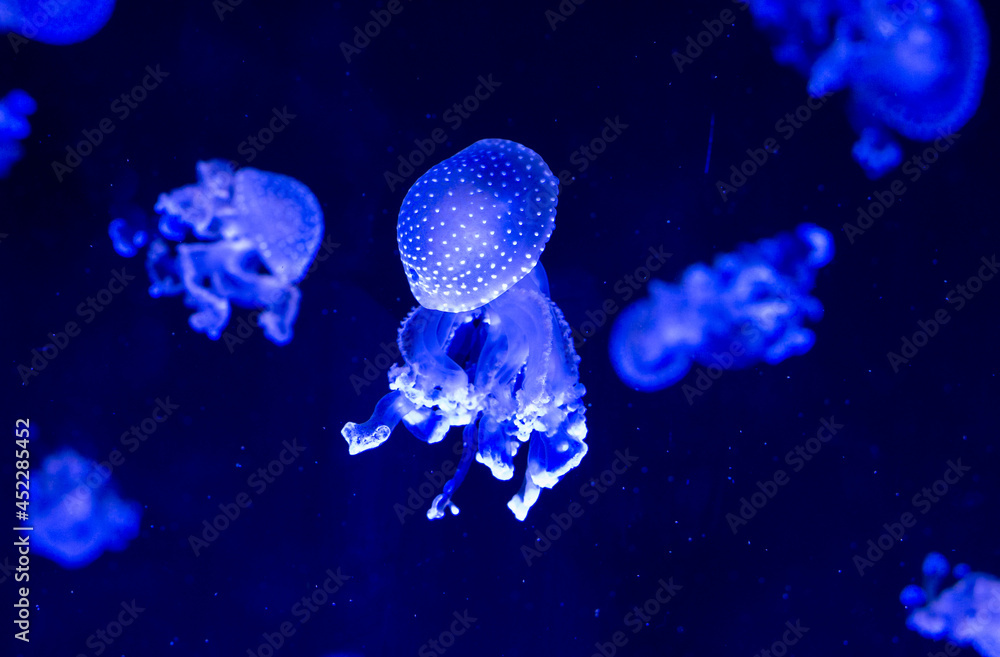 White-spotted jellyfish (Phyllorhiza punctata), also known as the ...