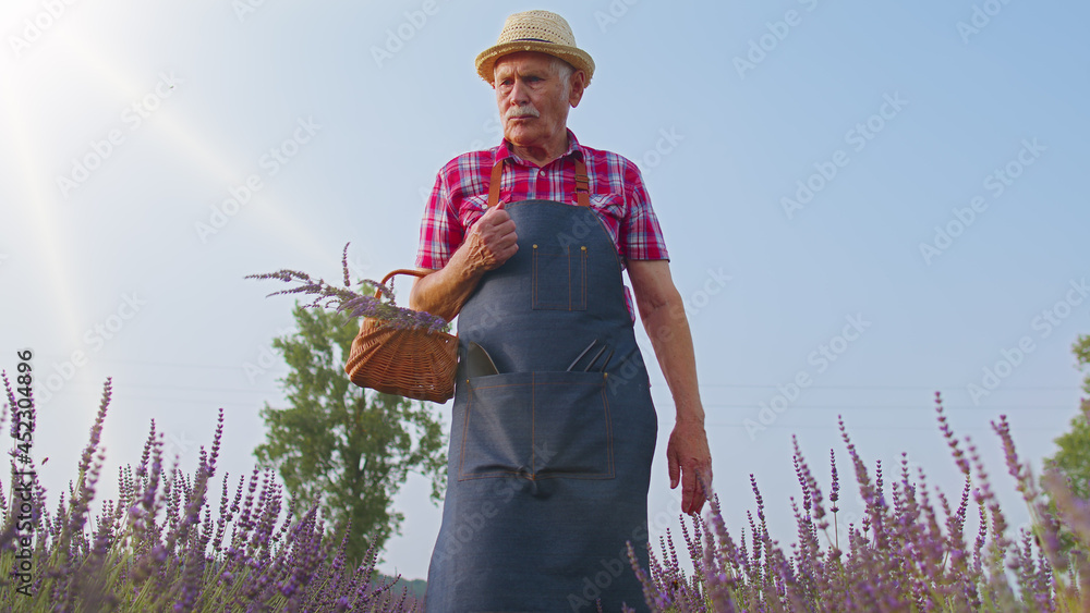 Elderly farmer growing lavender. Senior farmer grandfather man in ...
