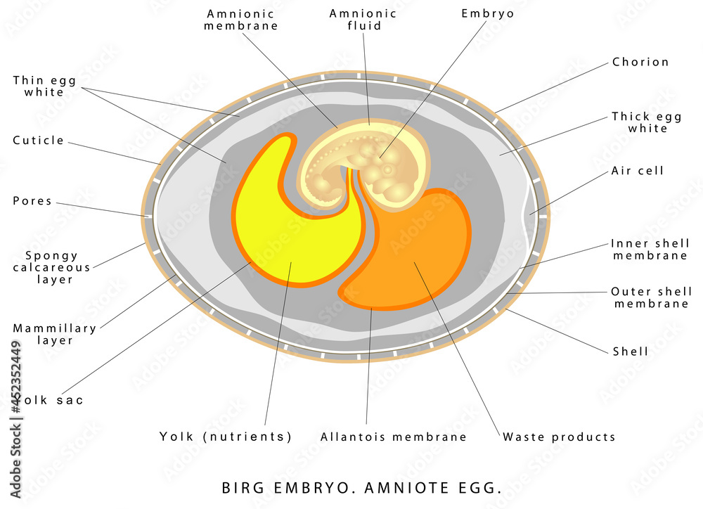 Image vectorielle Stock Bird embryo. Structure bird egg. Amniote egg ...