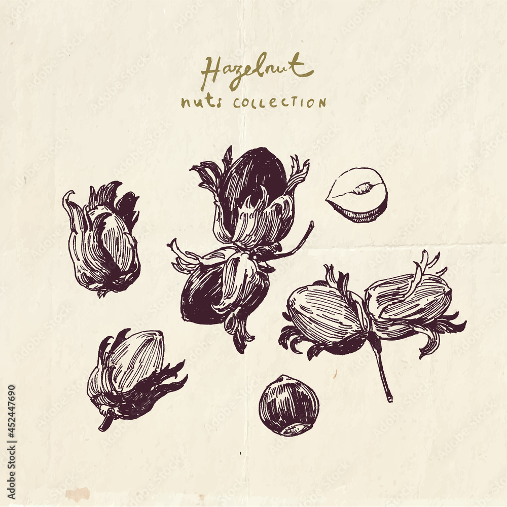 Hand drawn hazelnut illustrations, vintage drawing collection Stock ...