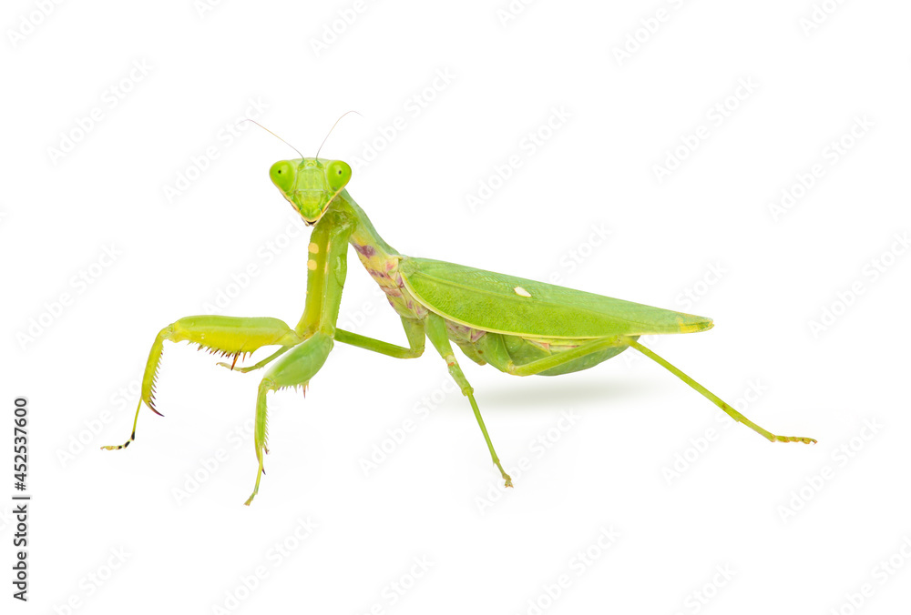 Mantis green isolated on white background. Mantodea from tropical ...