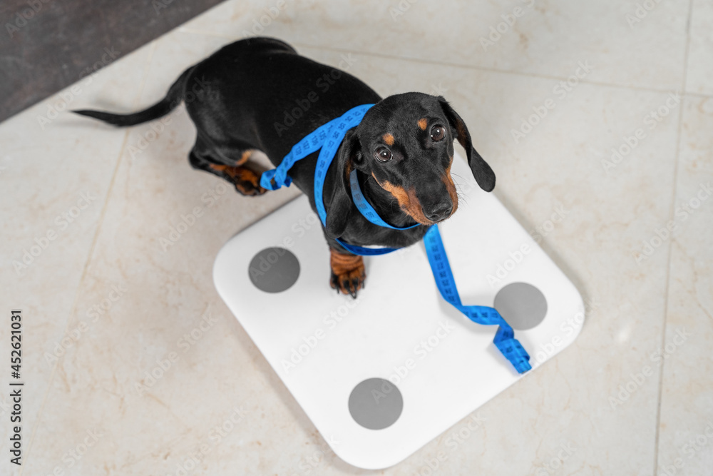 Cute dachshund puppy dog stands on scale to find out its weight and ...