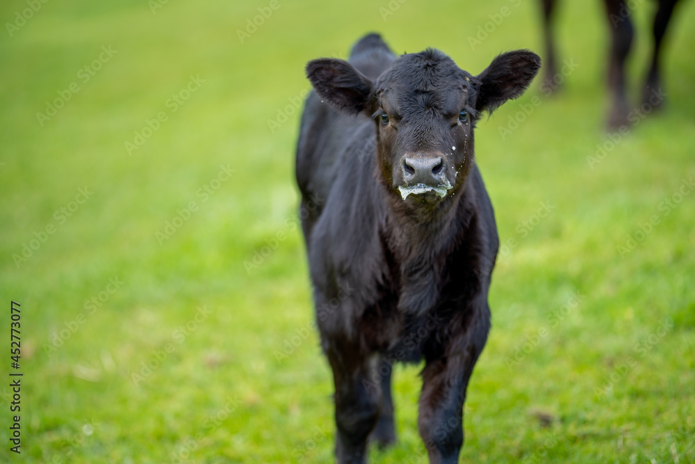Beef cows and calfs grazing on grass in south west victoria, Australia ...