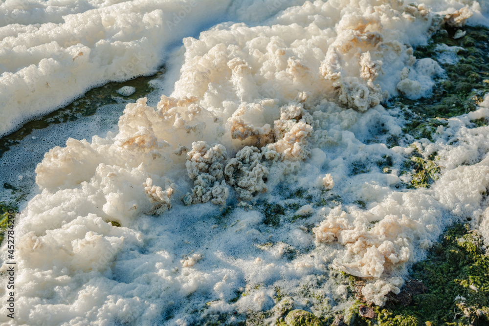 metaphiton a community of organisms, algae, bacteria, detritus ...