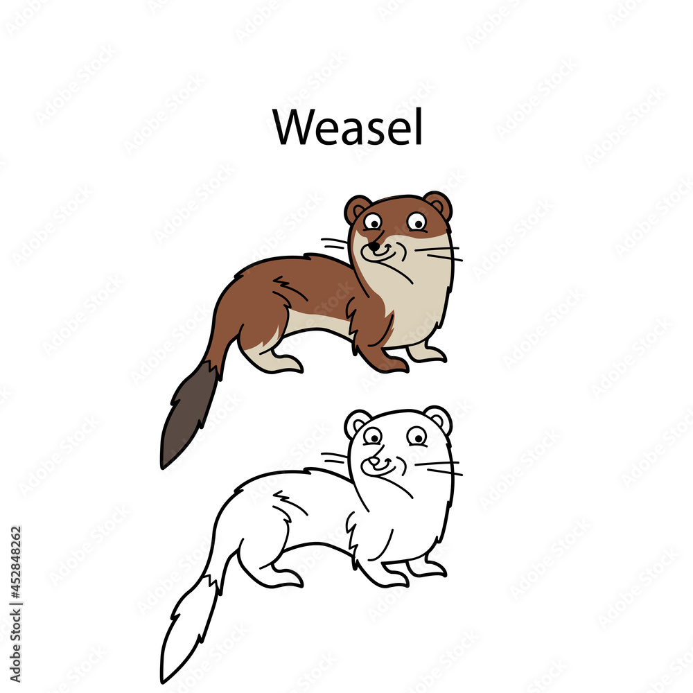 Funny cute animal weasel isolated on white background. Linear, contour ...