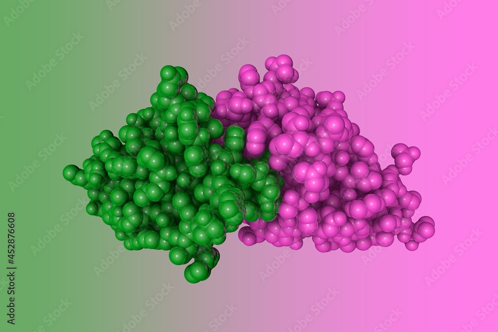 Space-filling molecular model of the N-terminal domain of ...