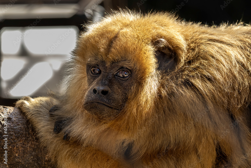 Bugio-ruivo, bugio-marrom, guariba, carajá (Alouatta guariba) | Brown ...
