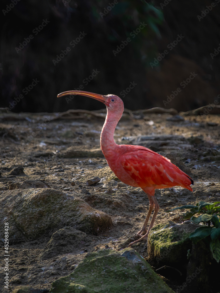 Guará, ave da america do sul de uma cor vermelho e rosa muito bonita no ...