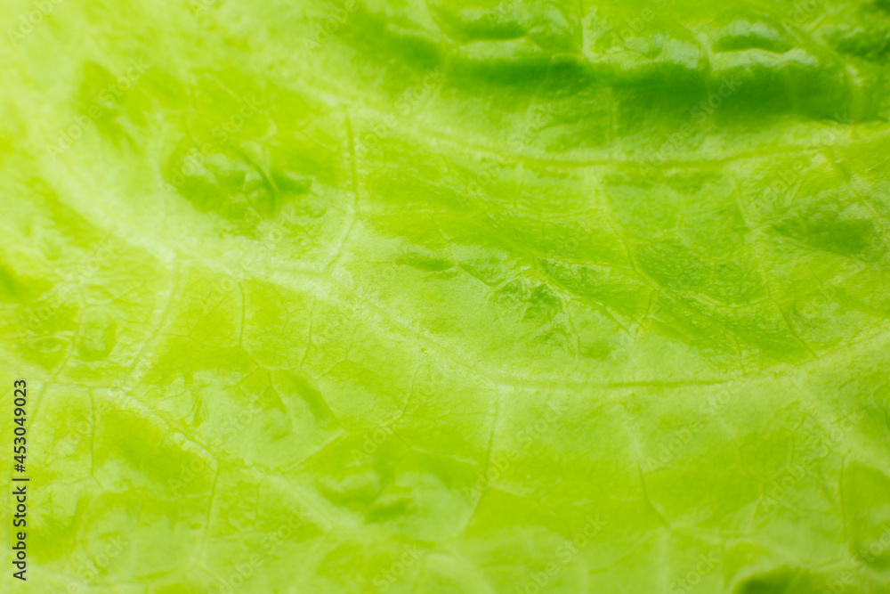 lettuce texture seamless
