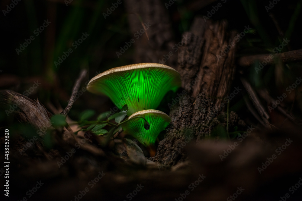 Foto Ghost mushroom (Omphalotus nidiformis) a bioluminescent fungus SW ...