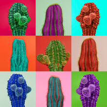 Cacti Collage Free Stock Photo - Public Domain Pictures