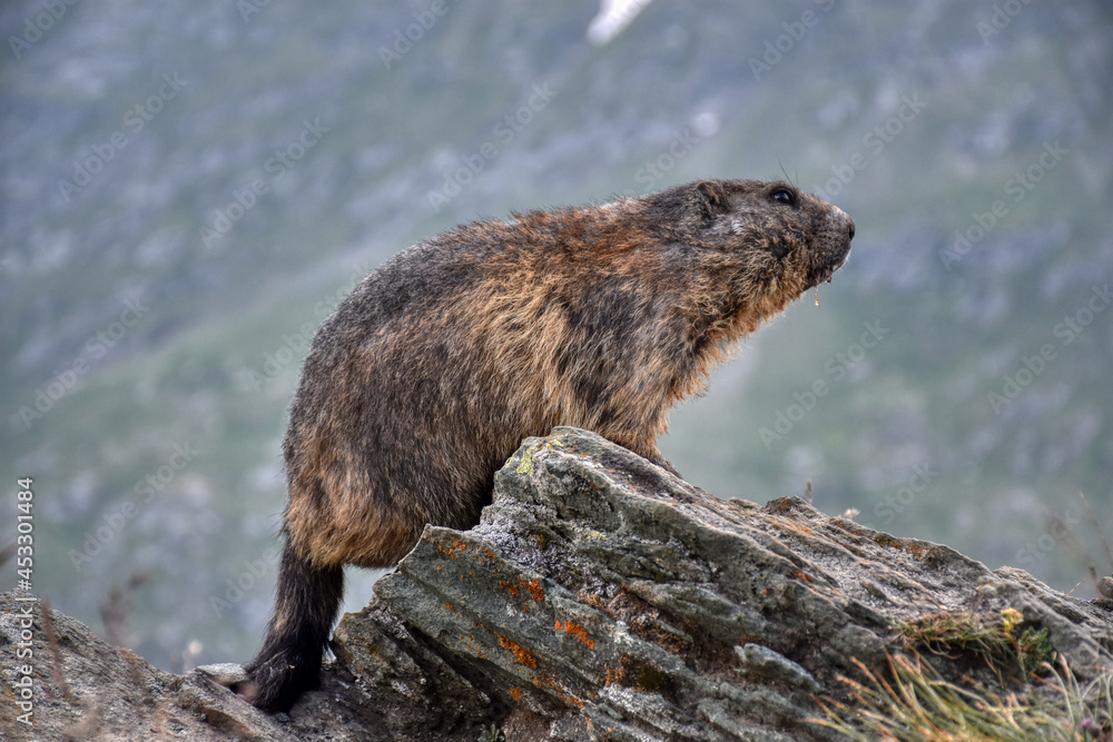 Murmeltier, Murmeltiere, Mankei, Munggen, Nagetier, Erdhörnchen ...