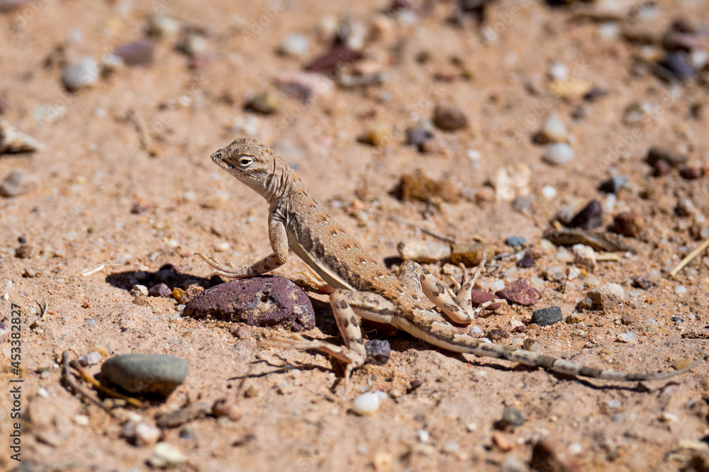 Common Lesser Earless Lizard Stock Photo | Adobe Stock