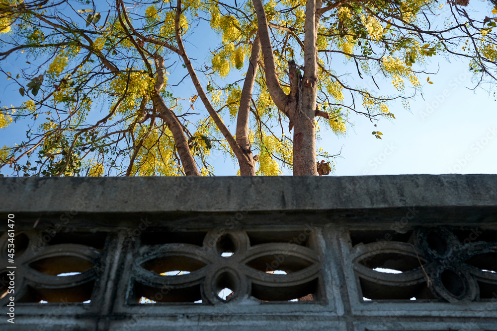 Yellow flower of Golden shower (Cassia fistula) under blue sky in Mauritius ,Colorful bright ...