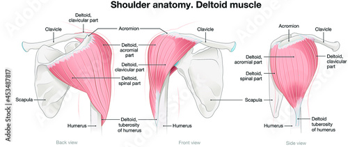 Shoulder anatomy. Deltoid muscle. Labeled vector illustration Stock 벡터 ...