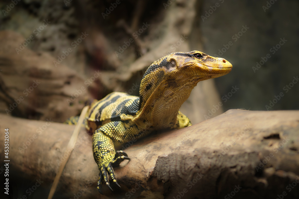 Close-up of Yellow-headed water monitor aka Cuming's water monitor or ...