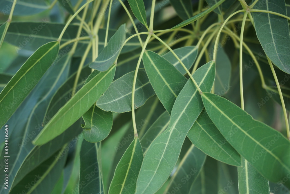 Tabebuia caraiba (Tabebuia aurea, Caribbean trumpet, silver trumpet ...