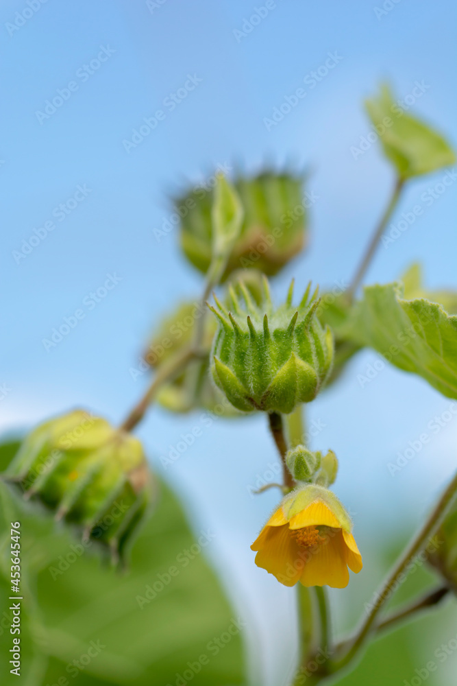 Abutilon theophrasti leaves and flowers. The plant is also known as ...
