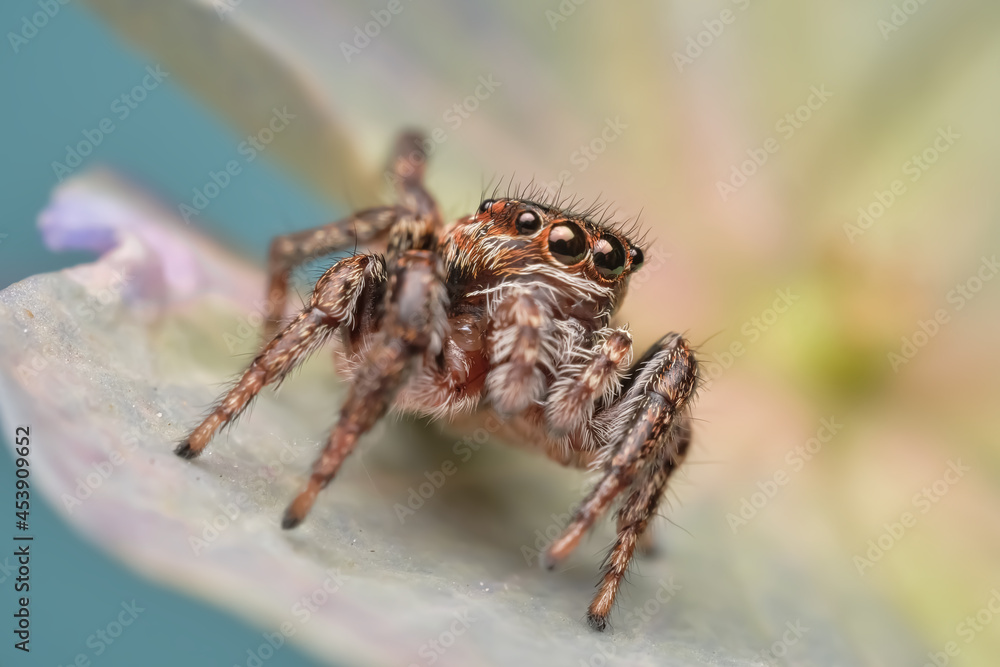 Close-up of a beautiful spider, super macro image of a jumping spider ...