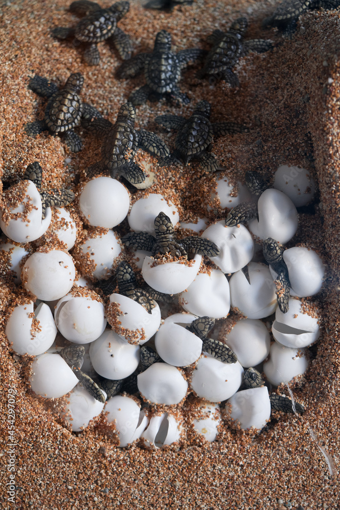Turtle eggs Stock Photo | Adobe Stock