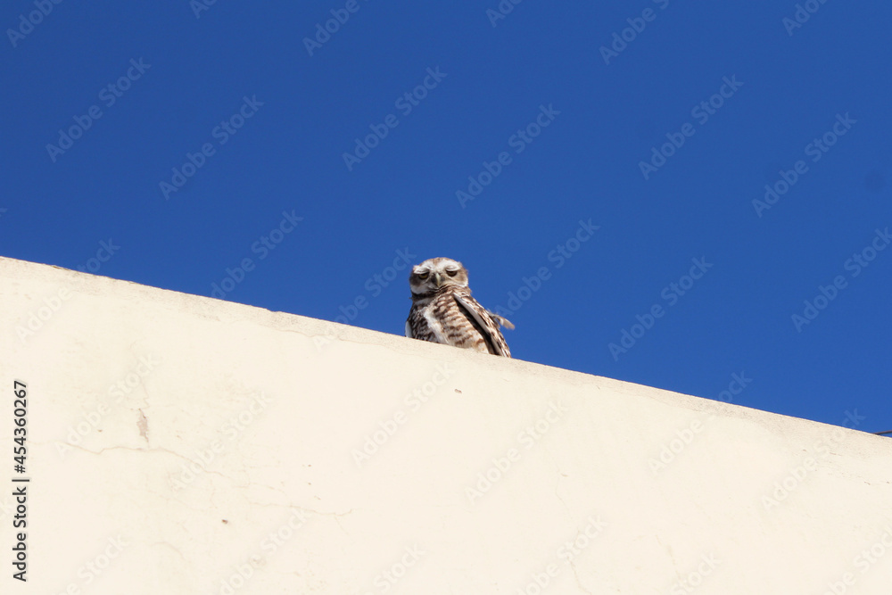 Meme of an owl squinting its eyes. Stock Photo | Adobe Stock