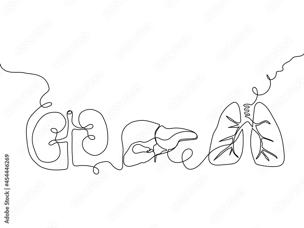 Human internal organs one line set art. Continuous line drawing of kidneys, liver, lungs ...