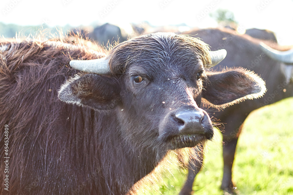 Water buffalo (Bubalus bubalis) muzzle. Closeup portrait. Buffalo ...