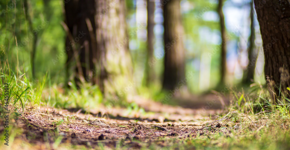 Forest path close up. Low point of view in nature landscape. Blurred ...