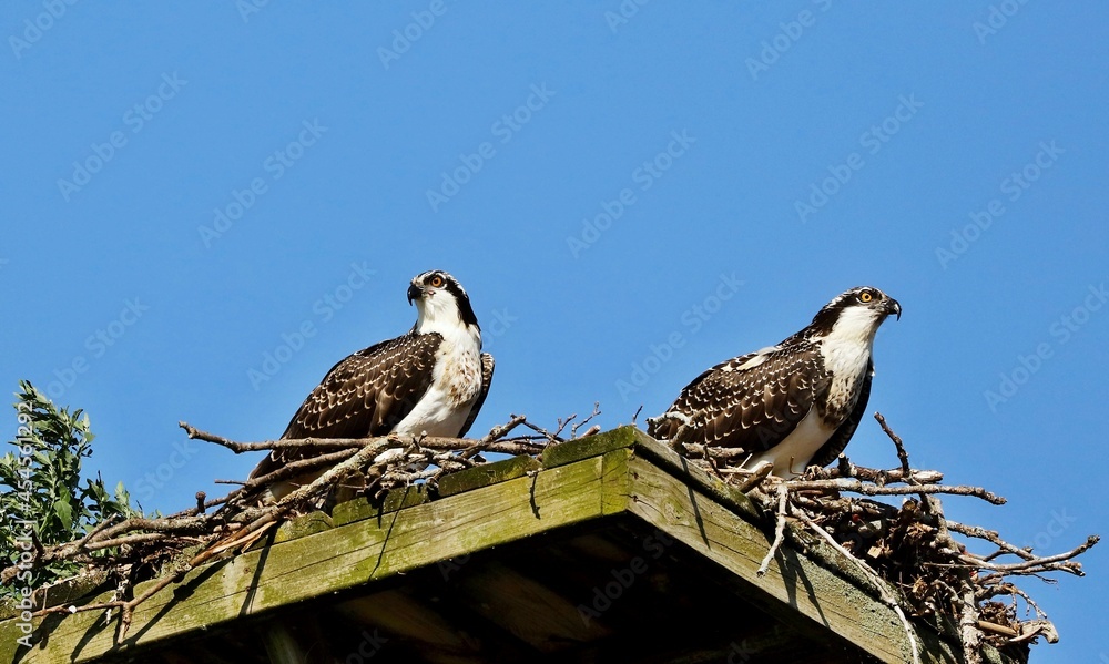 Osprey is a unique bird that is unmistakable when seen at close range ...