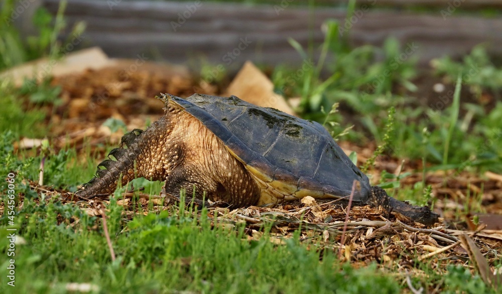Snapping Turtle Its carapace can vary from light brown to black in ...