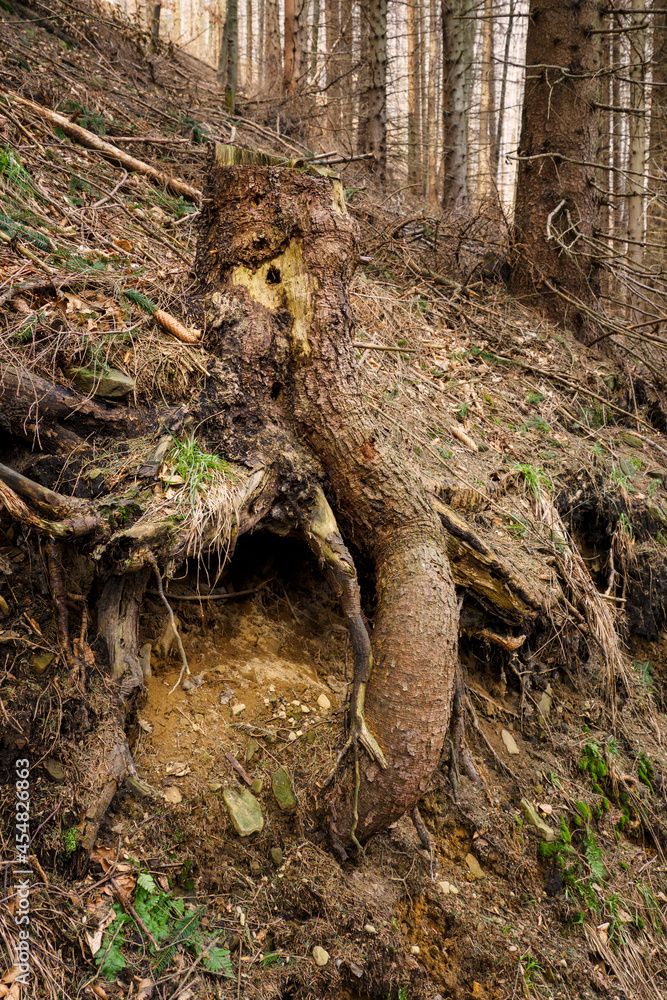 Holes in the trunk of a tree after the impact of a woodpecker bird ...