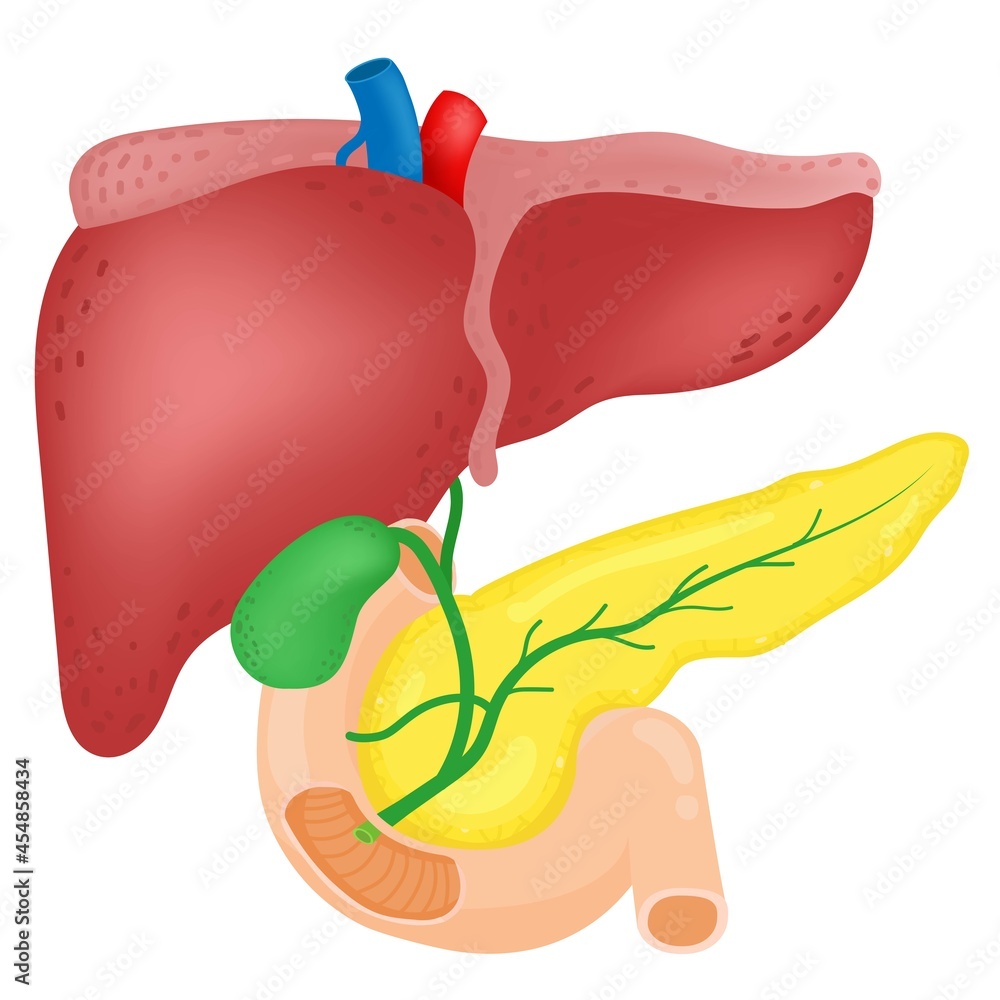 Anatomy of the liver, gallbladder and pancreas. Stock Vector | Adobe Stock