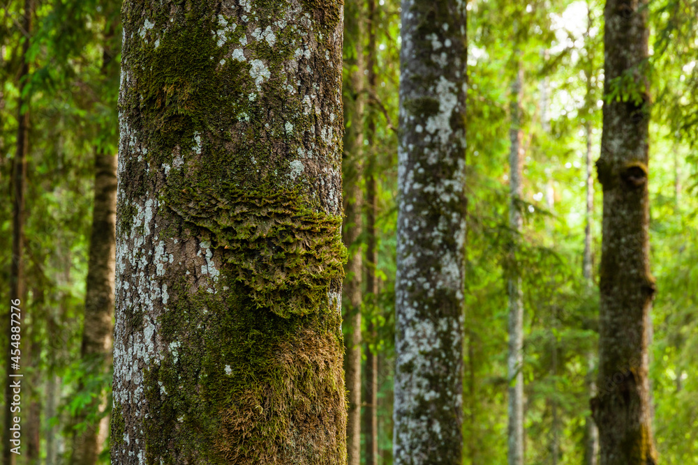 Neckera pennata growing on an Aspen bark in an old-growth forest ...
