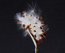 Butterfly Milkweed Seed Pods Free Stock Photo - Public Domain Pictures