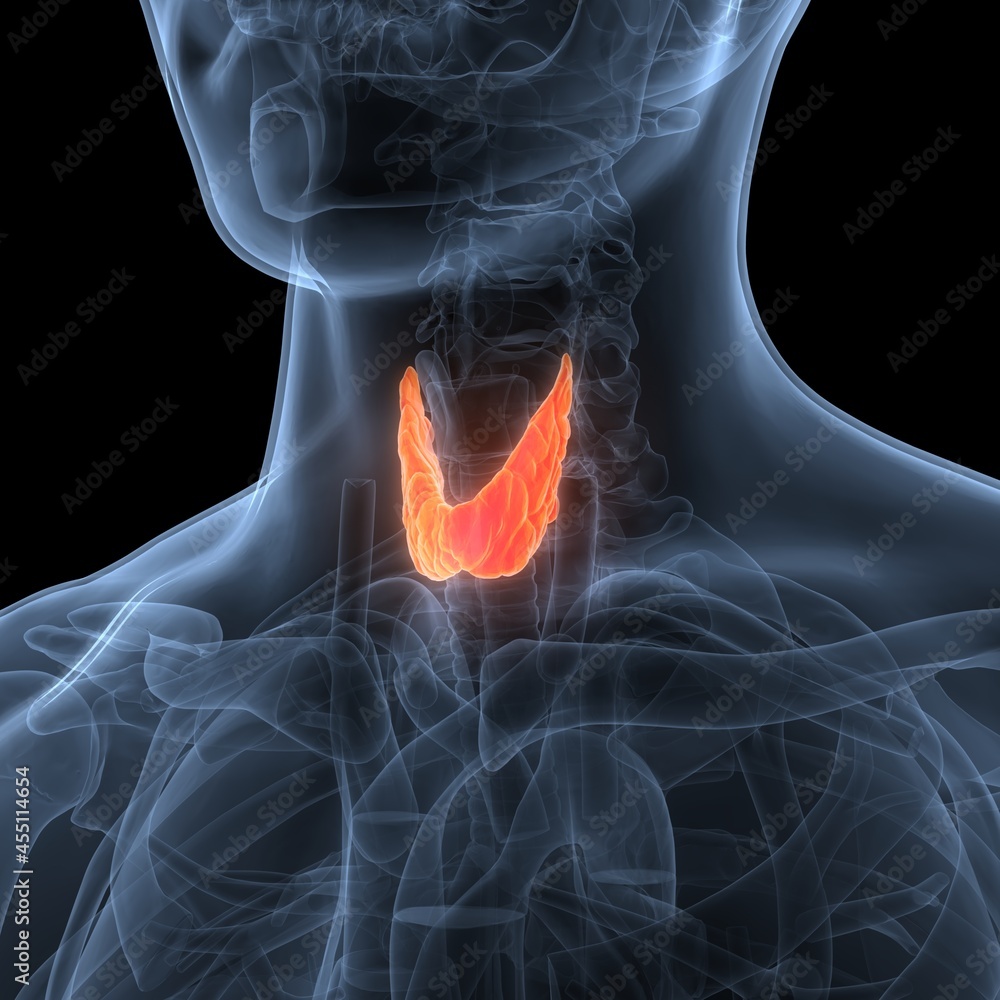 Human Body Glands Thyroid Gland Anatomy Stock Illustration | Adobe Stock
