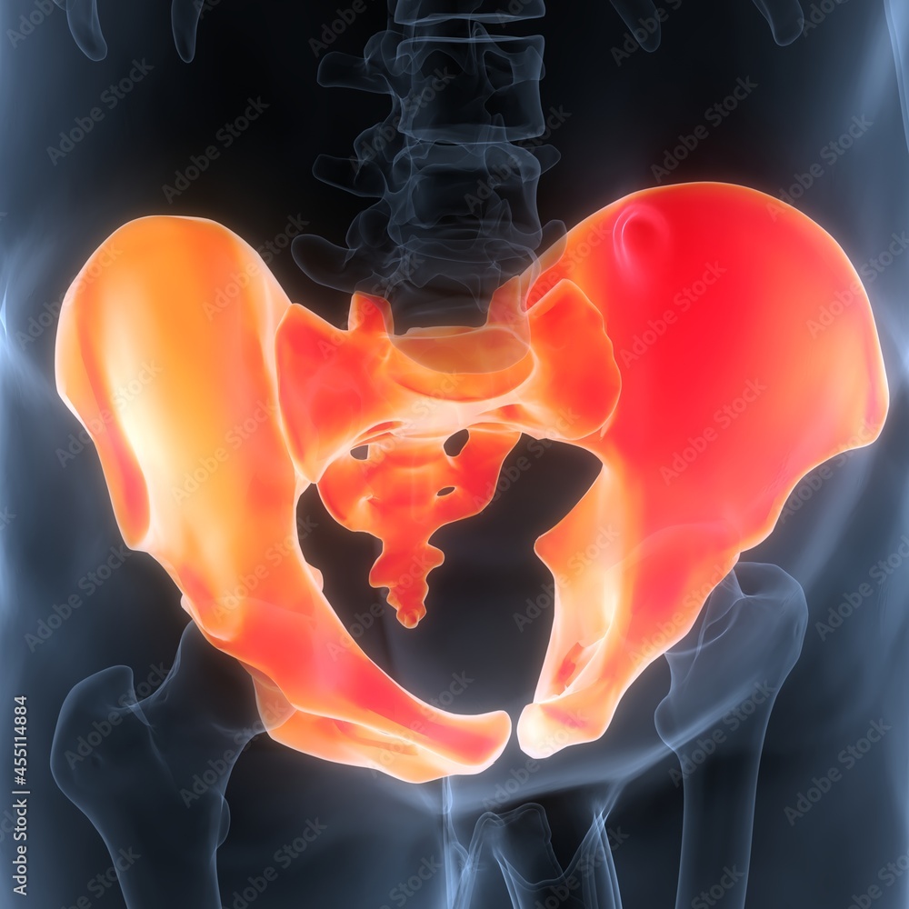 Human Skeleton System Pelvic Girdle Bone Joints Anatomy Stock ...